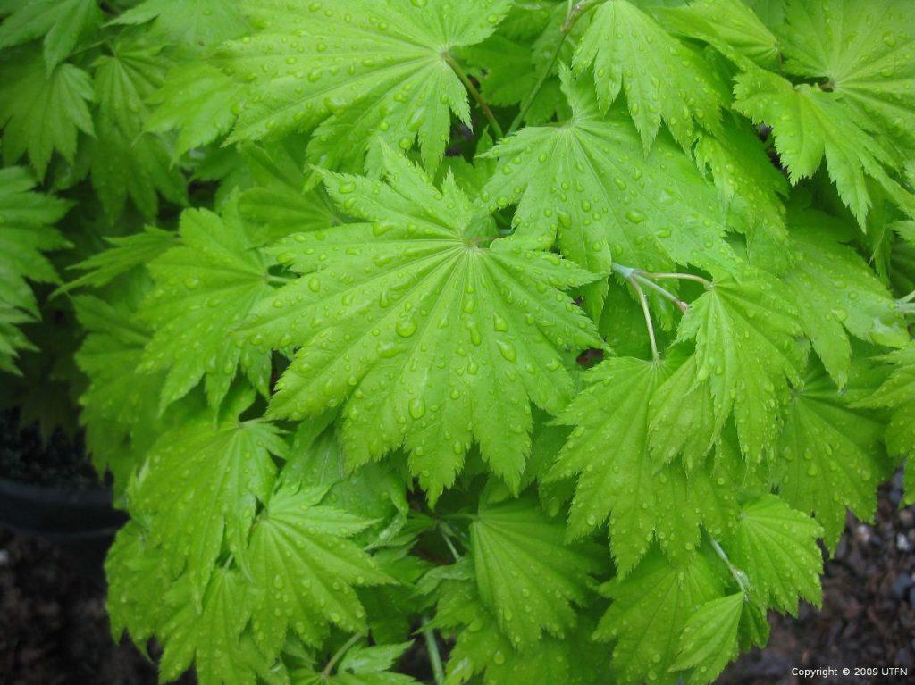 Acer japonicum 'Autumn Flame' | Urban Tree Farm Nursery