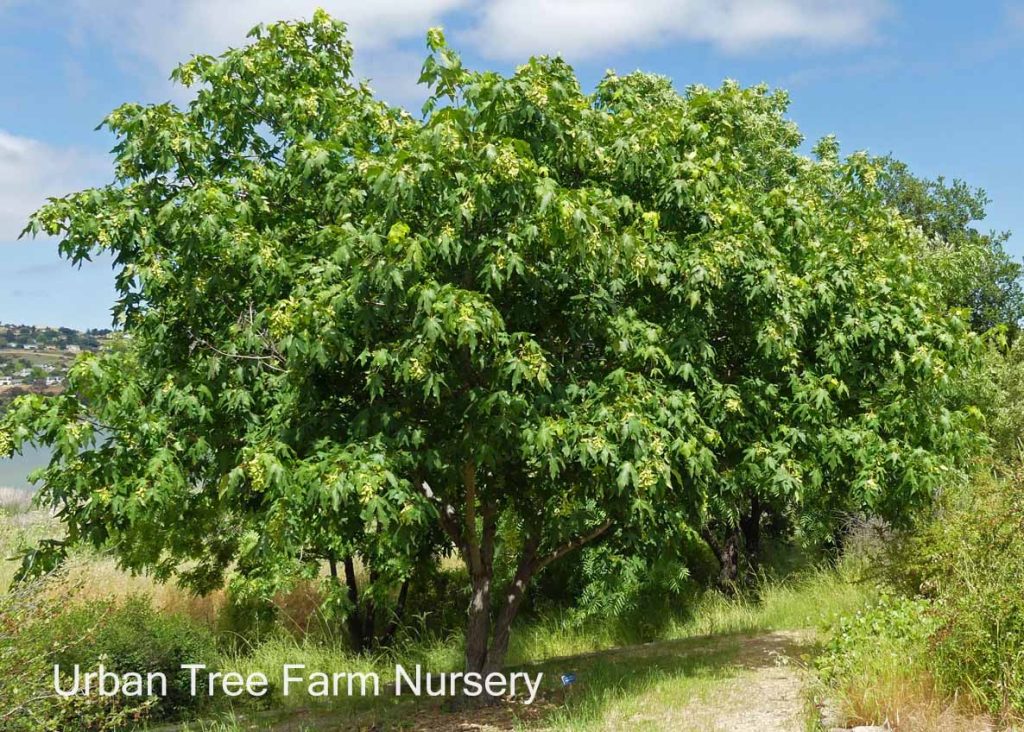 Acer macrophyllum | Urban Tree Farm Nursery