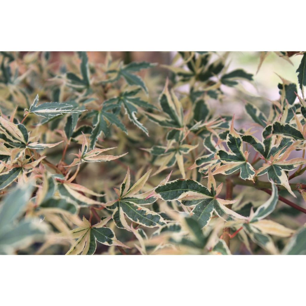 Acer palmatum 'Beni Schichihenge' | Urban Tree Farm Nursery