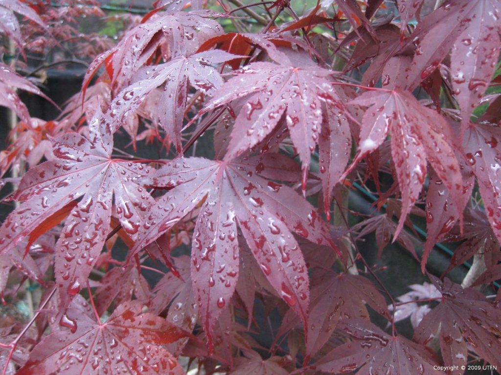 Acer palmatum 'Emperor One' | Urban Tree Farm Nursery