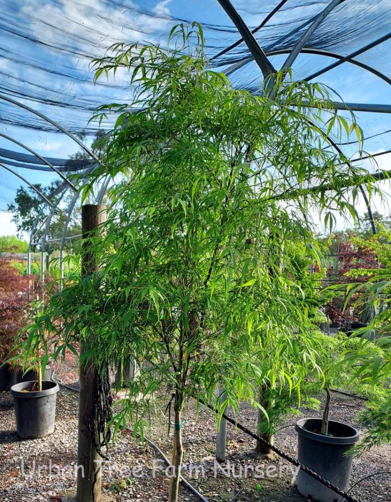 Acer palmatum 'Koto No Ito' | Urban Tree Farm Nursery