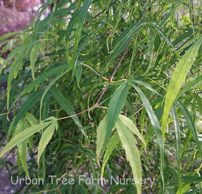 Acer palmatum 'Koto No Ito' | Urban Tree Farm Nursery