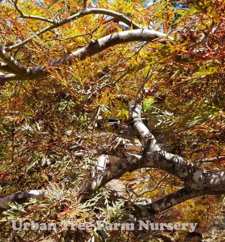 Acer palmatum 'Red Select' | Urban Tree Farm Nursery