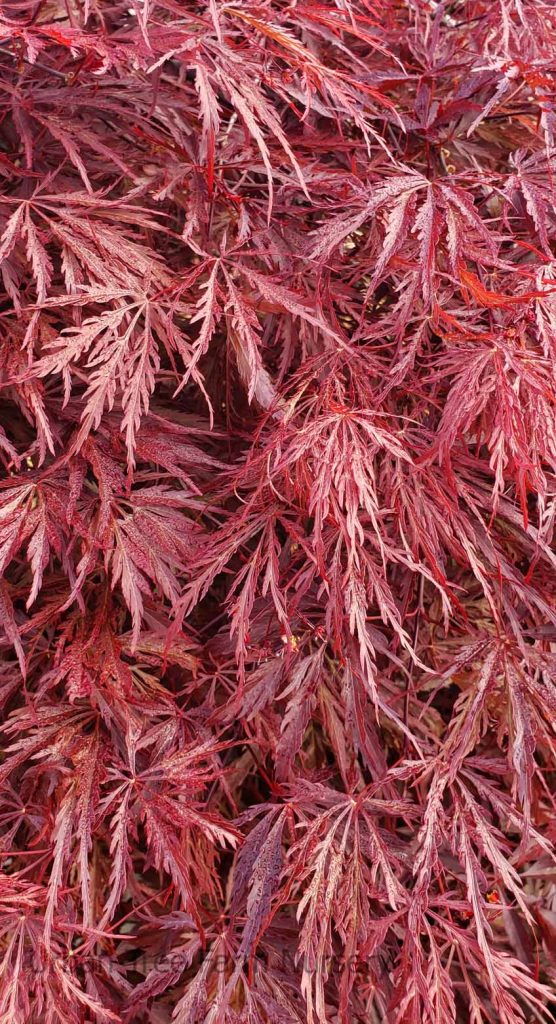 Acer palmatum 'Red Select' | Urban Tree Farm Nursery