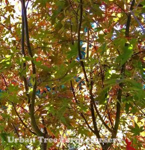 Acer palmatum 'Suminagashi' | Urban Tree Farm Nursery