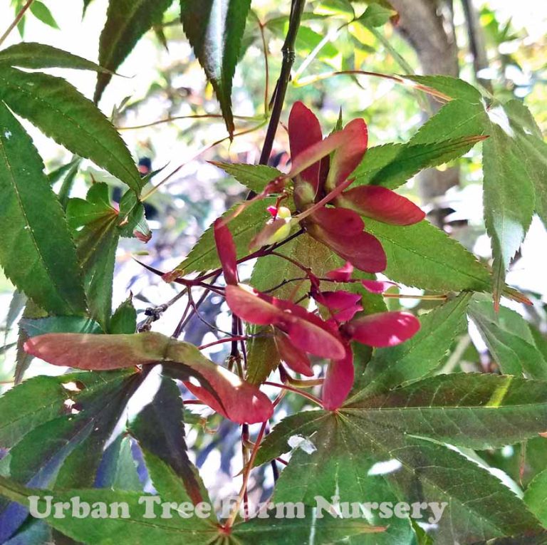 Acer palmatum 'Suminagashi' | Urban Tree Farm Nursery