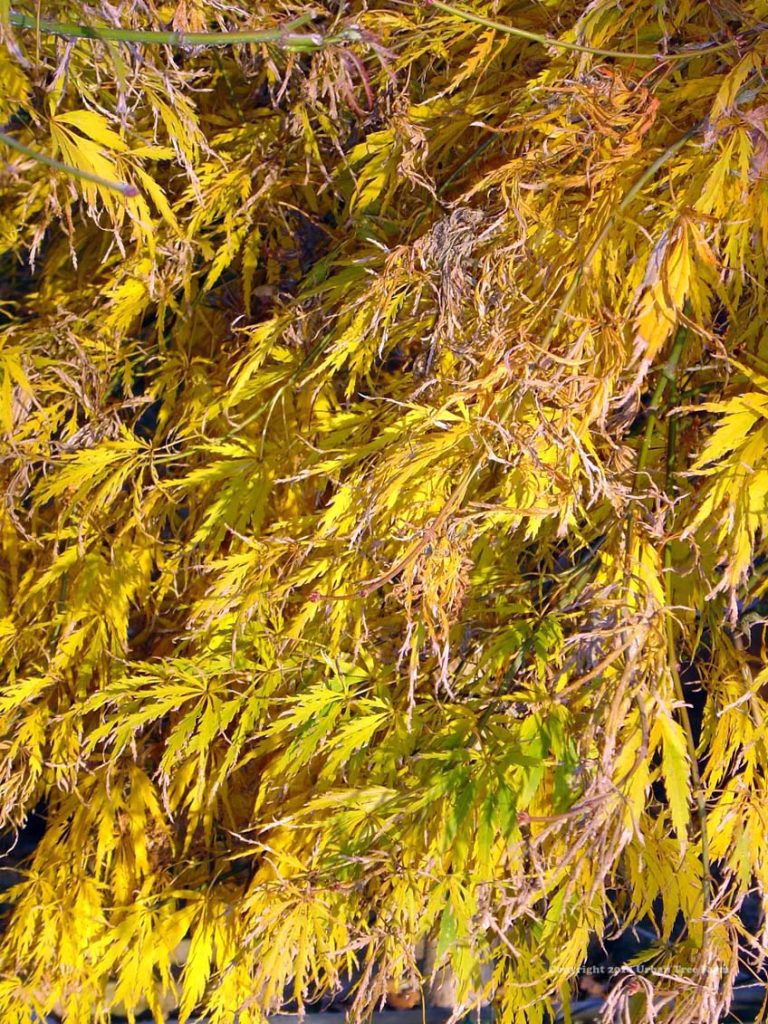 Acer palmatum 'Viridis' | Urban Tree Farm Nursery