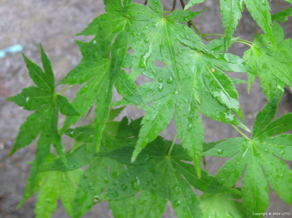 Acer palmatum | Urban Tree Farm Nursery