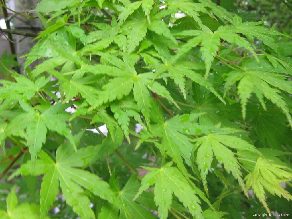 Acer palmatum | Urban Tree Farm Nursery