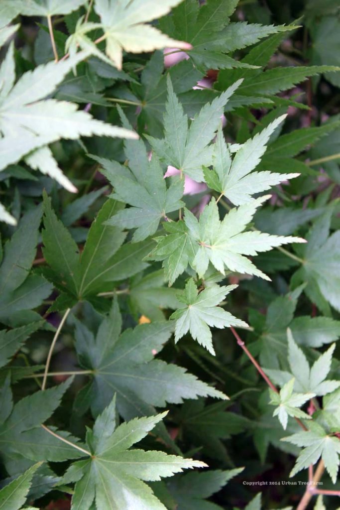 Acer palmatum | Urban Tree Farm Nursery