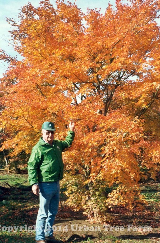 Acer palmatum | Urban Tree Farm Nursery