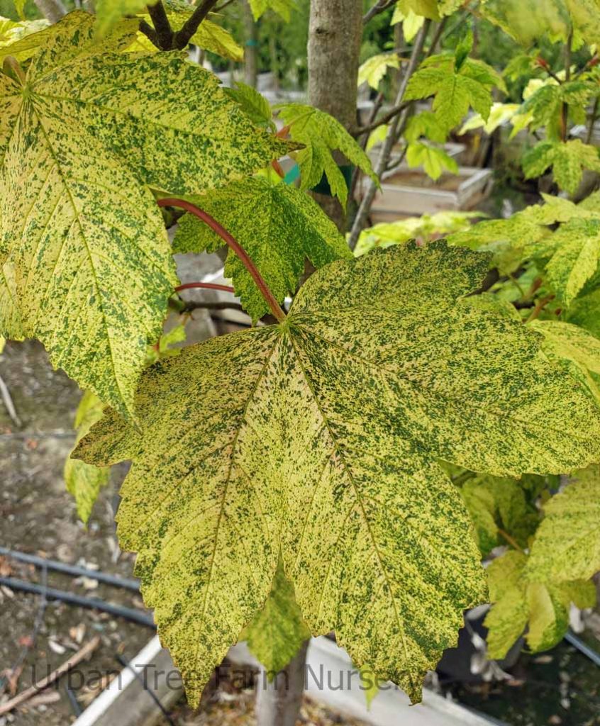 Acer pseudoplatanus 'Eskimo Sunset' | Urban Tree Farm Nursery