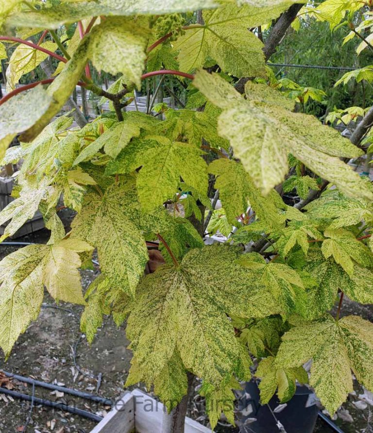 Acer pseudoplatanus 'Eskimo Sunset' | Urban Tree Farm Nursery