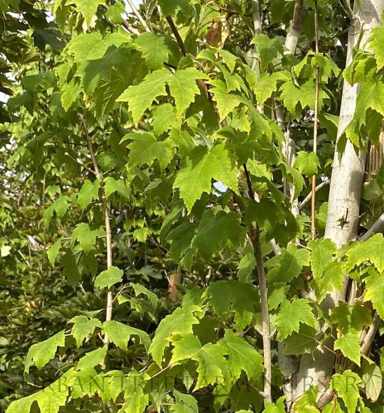 Acer rubrum 'Bowhall' | Urban Tree Farm Nursery
