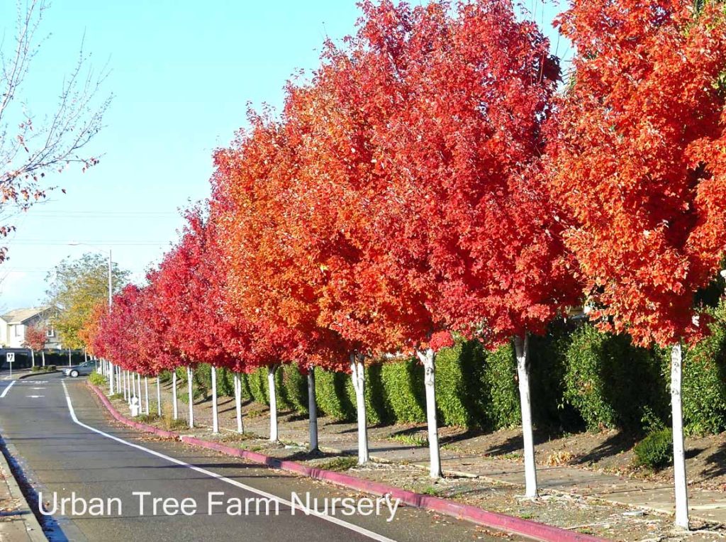 Acer rubrum 'Red Sunset' | Urban Tree Farm Nursery