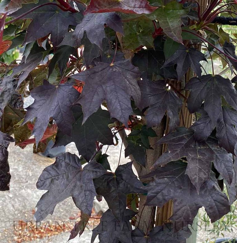 Acer truncatum x platanoides 'Crimson Sunset' | Urban Tree Farm Nursery