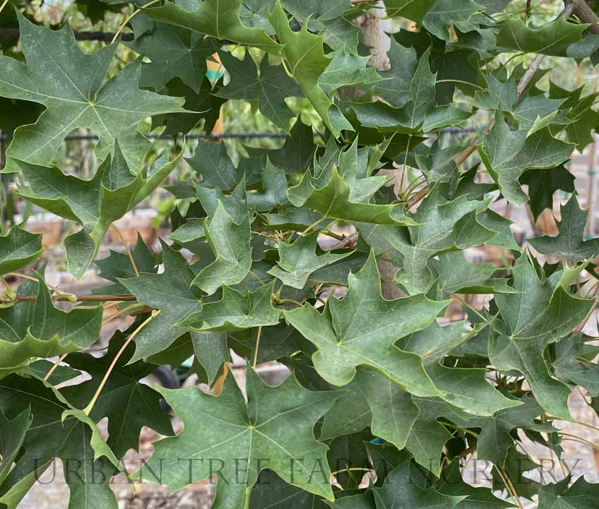 Acer truncatum x platanoides 'Ruby Sunset' | Urban Tree Farm Nursery
