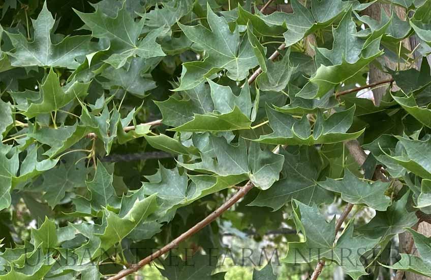 Acer truncatum x platanoides 'Ruby Sunset' | Urban Tree Farm Nursery