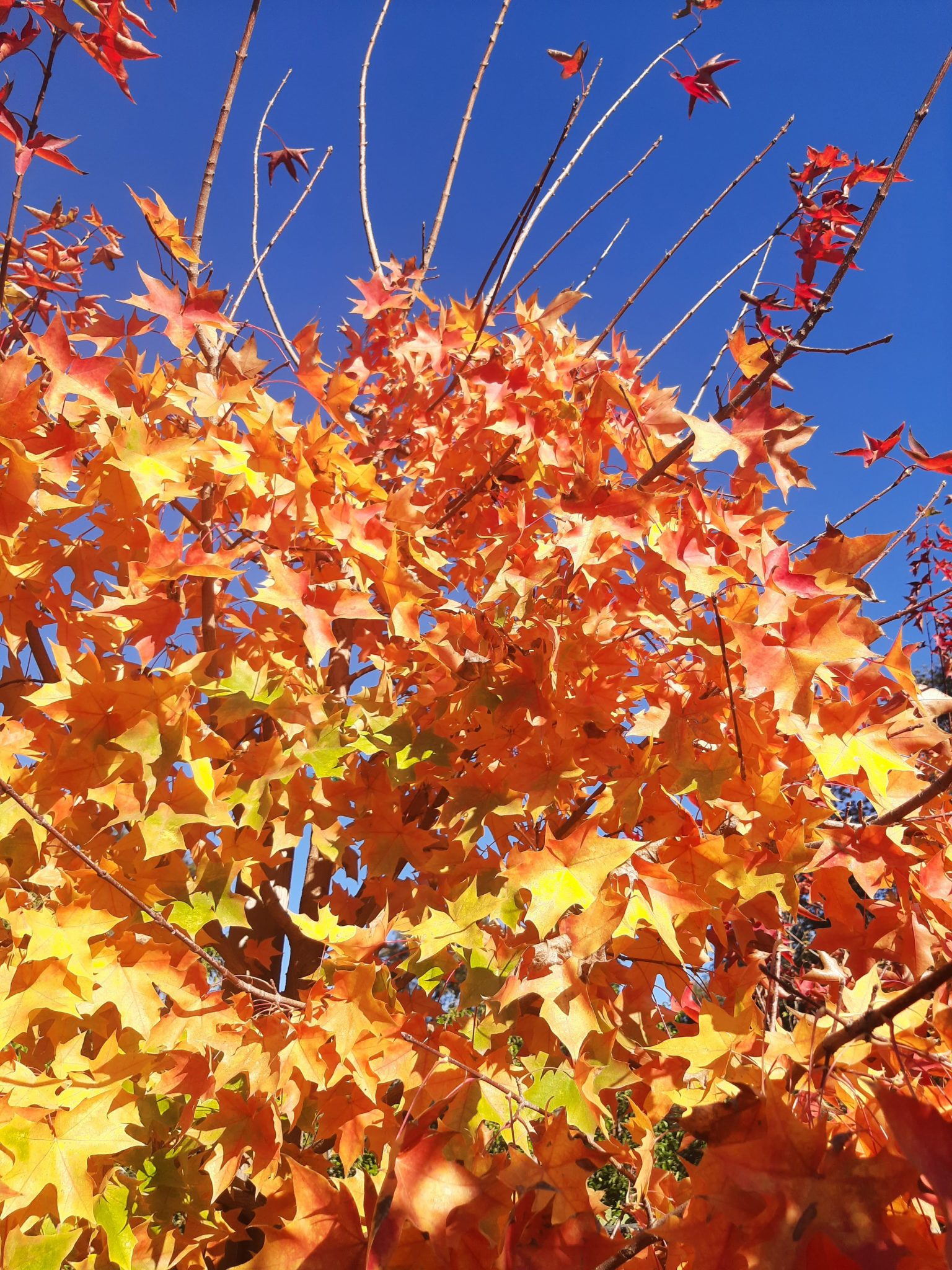 Acer truncatum x platanoides 'Ruby Sunset' | Urban Tree Farm Nursery