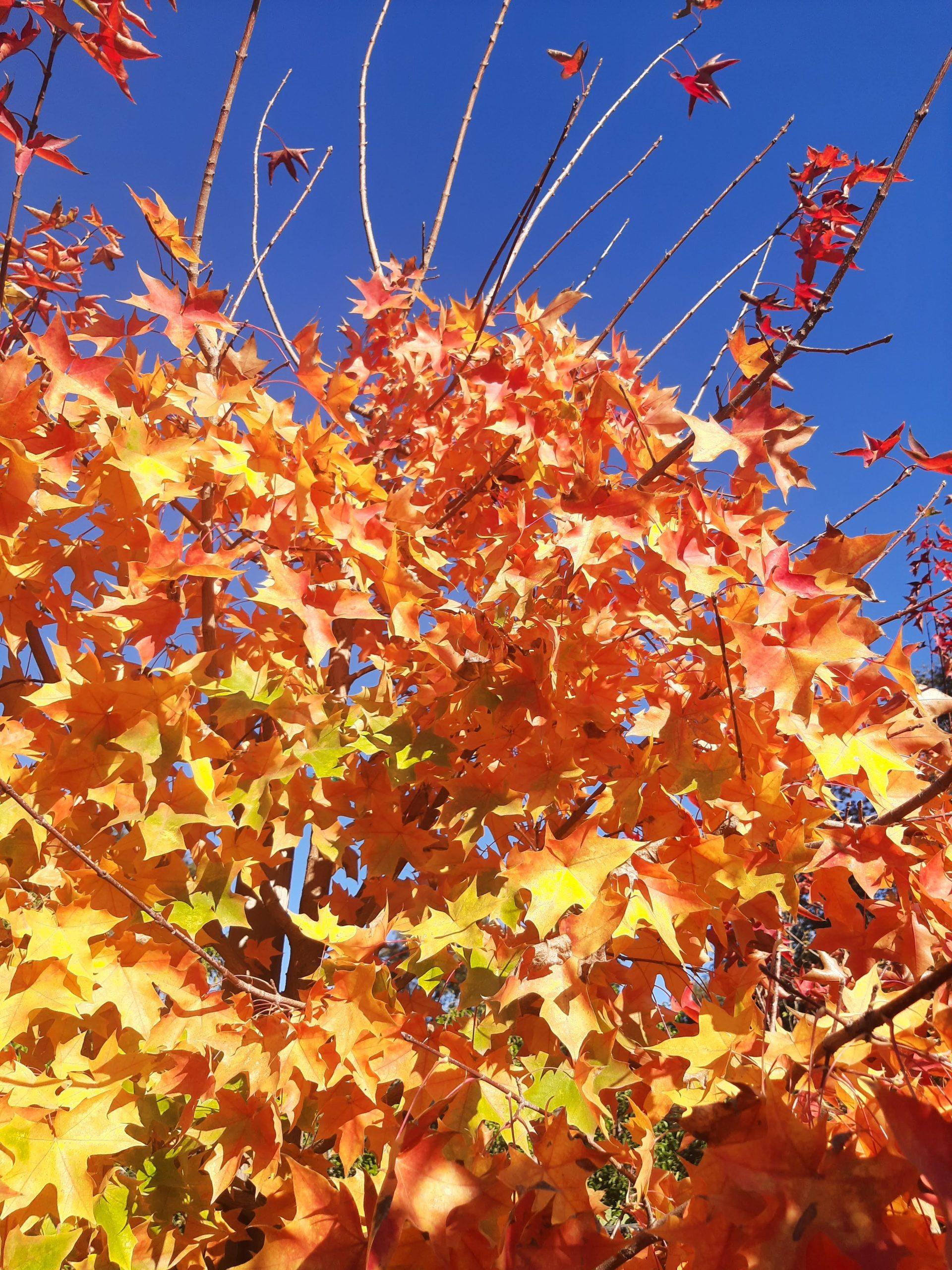 Acer truncatum x platanoides 'Ruby Sunset' | Urban Tree Farm Nursery