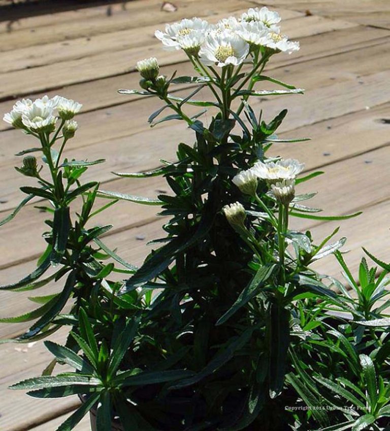 Achillea ptarmica 'Nana Compacta' | Urban Tree Farm Nursery