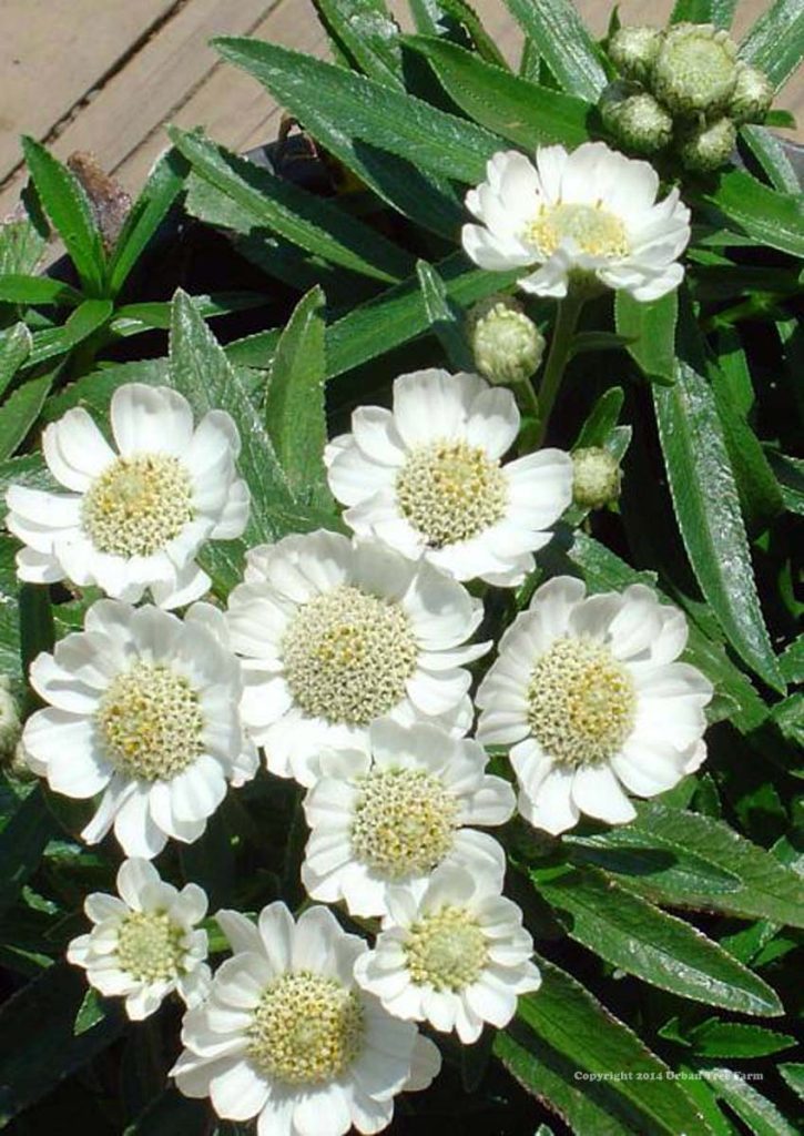 Achillea ptarmica 'Nana Compacta' | Urban Tree Farm Nursery