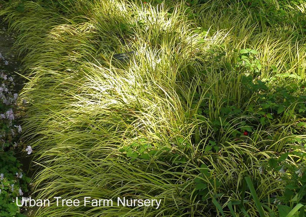 Acorus gramineus | Urban Tree Farm Nursery