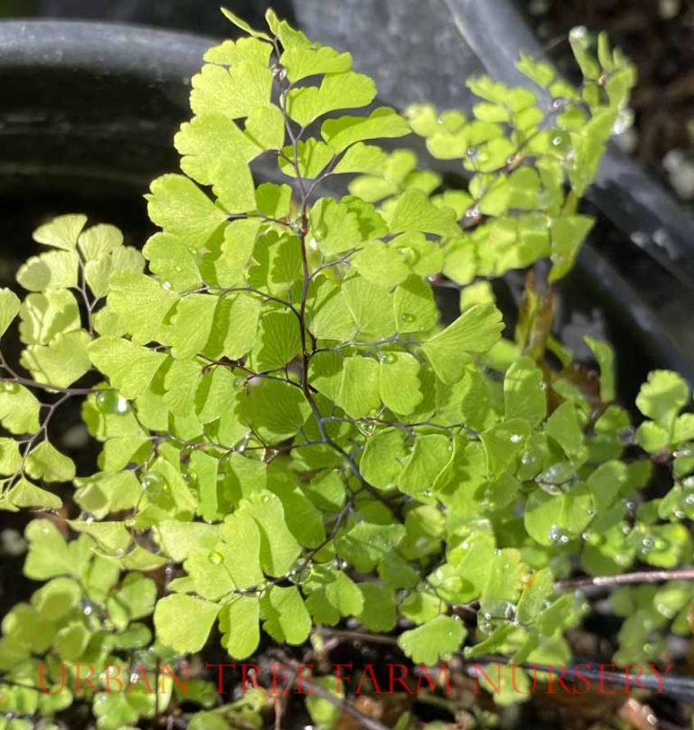 Adiantum raddianum 'Fritz Luthi' | Urban Tree Farm Nursery