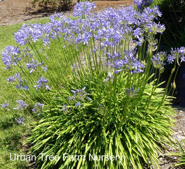 Agapanthus africanus 'Blue' | Urban Tree Farm Nursery