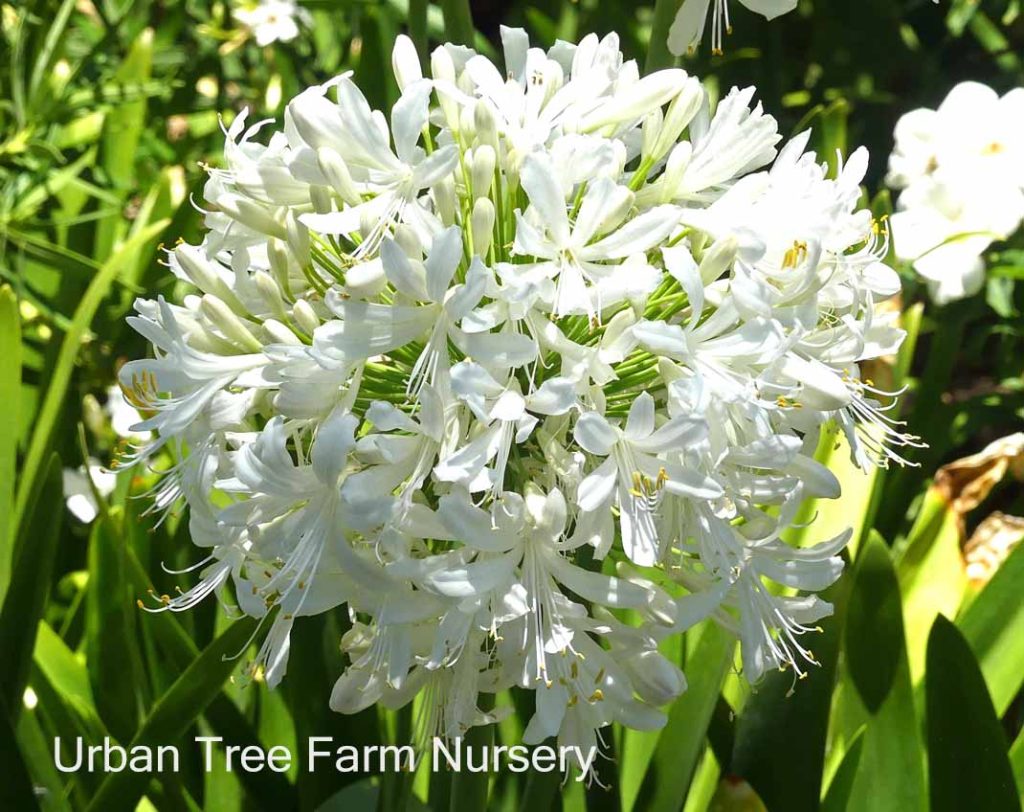 Agapanthus africanus 'White' | Urban Tree Farm Nursery
