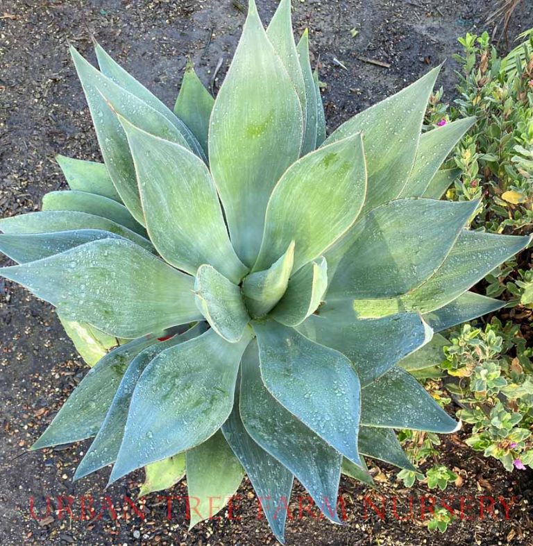 Agave 'Blue Flame' | Urban Tree Farm Nursery