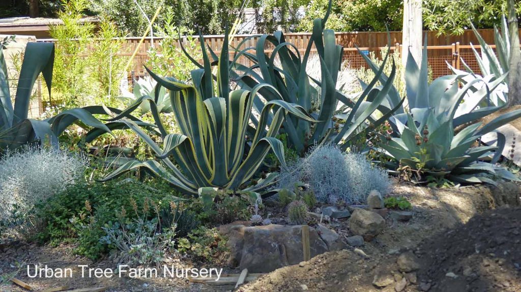 Agave americana 'Marginata' | Urban Tree Farm Nursery