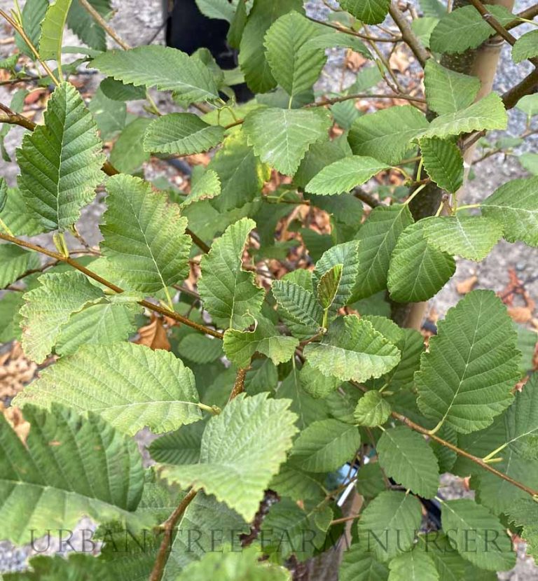 Alnus rubra | Urban Tree Farm Nursery