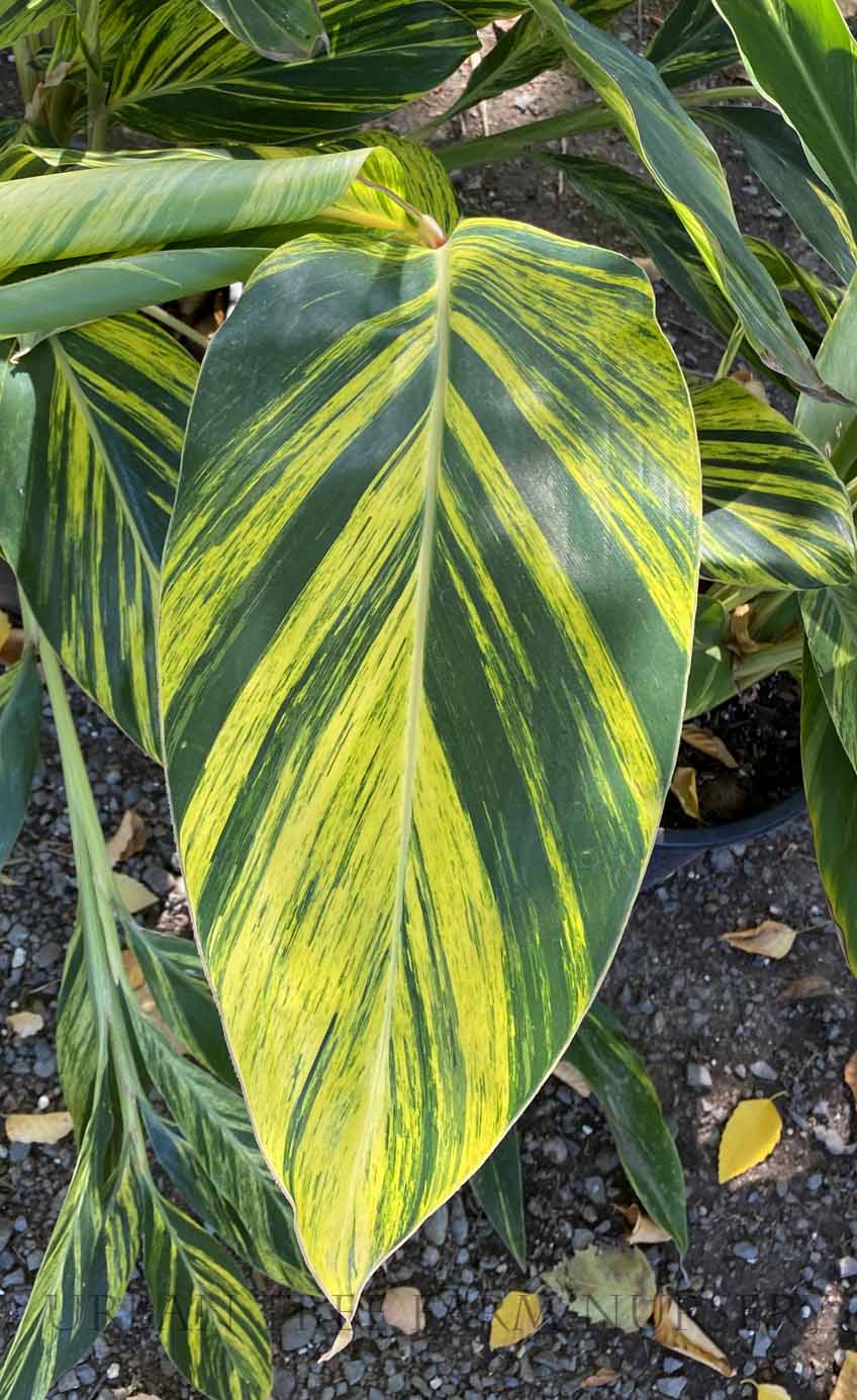 Alpinia zerumbet 'Variegata' | Urban Tree Farm Nursery
