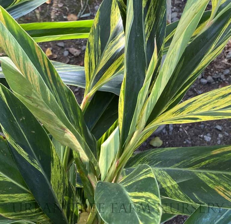 Alpinia zerumbet 'Variegata' | Urban Tree Farm Nursery