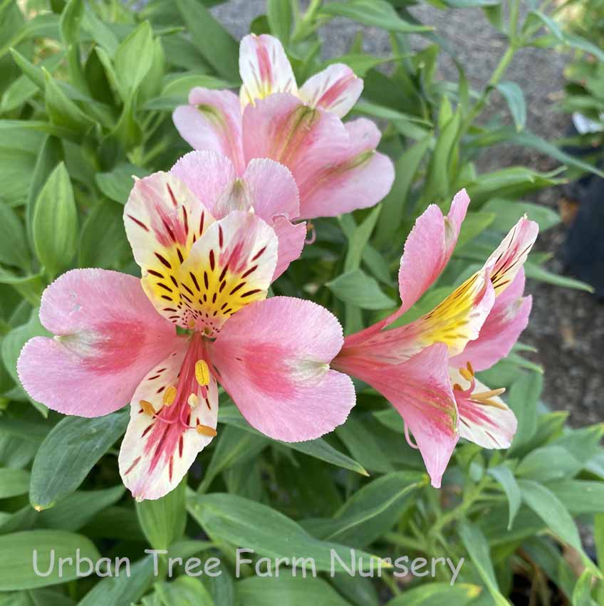 Alstroemeria 'Coral' | Urban Tree Farm Nursery