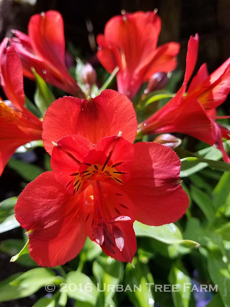 Alstroemeria 'Hybrid Red' | Urban Tree Farm Nursery