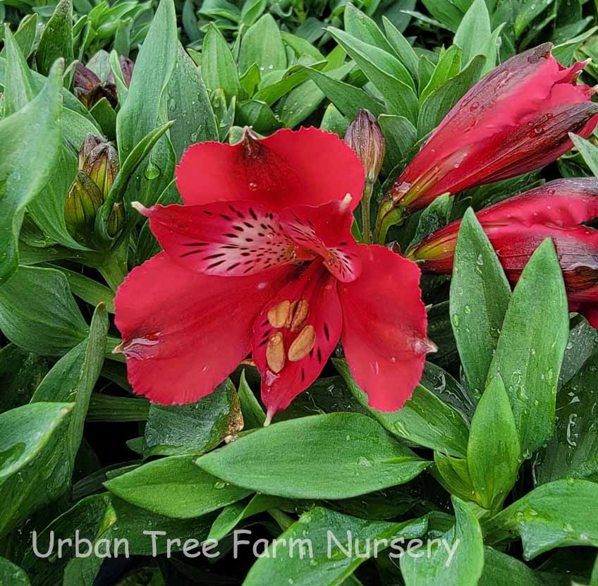 Alstroemeria 'Inca Bandit' | Urban Tree Farm Nursery