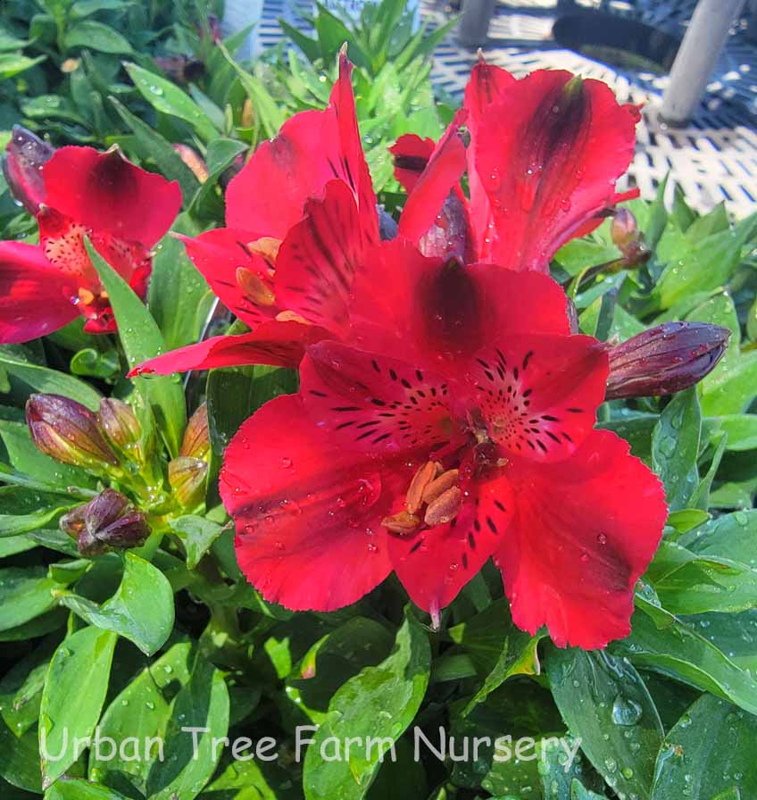 Alstroemeria 'Inca Bandit' | Urban Tree Farm Nursery