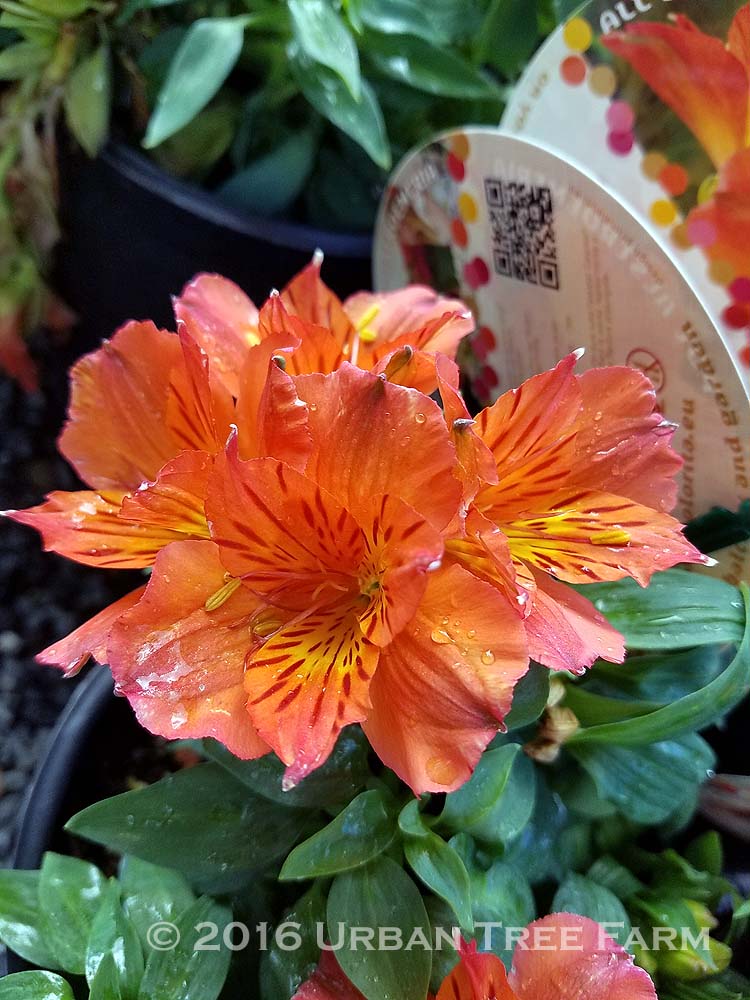 Alstroemeria 'Colorita Amina' | Urban Tree Farm Nursery