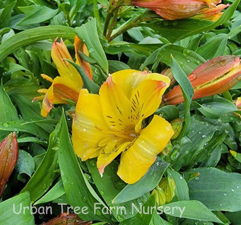 Alstroemeria 'Colorita Ariane' | Urban Tree Farm Nursery