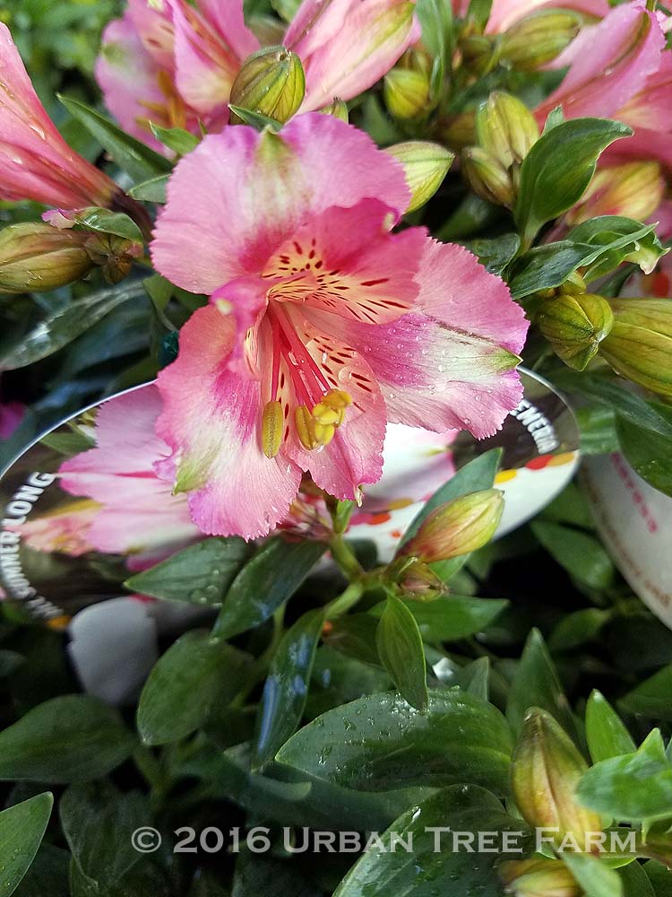Alstroemeria 'Colorita Claire' | Urban Tree Farm Nursery