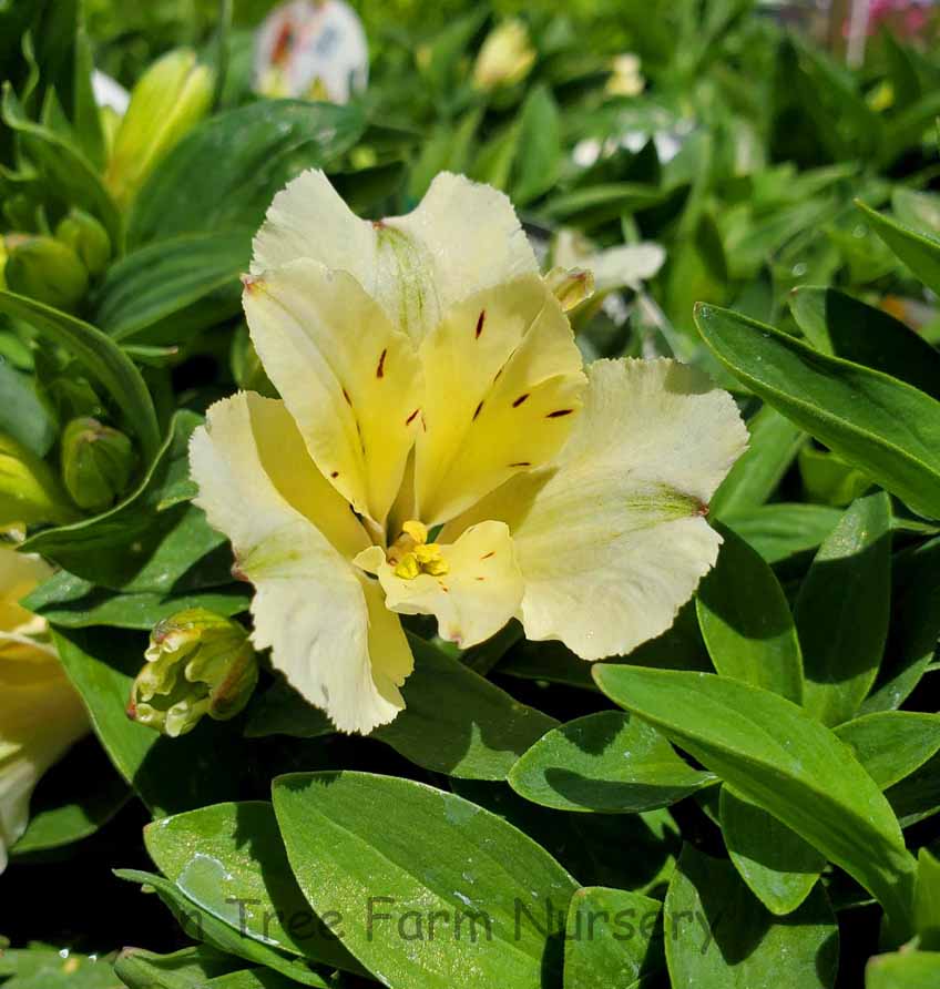 Alstroemeria 'Colorita Claire' | Urban Tree Farm Nursery