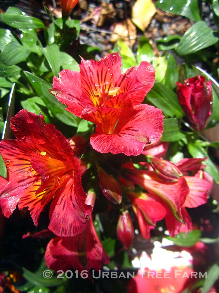 Alstroemeria 'Colorita Letizia' | Urban Tree Farm Nursery