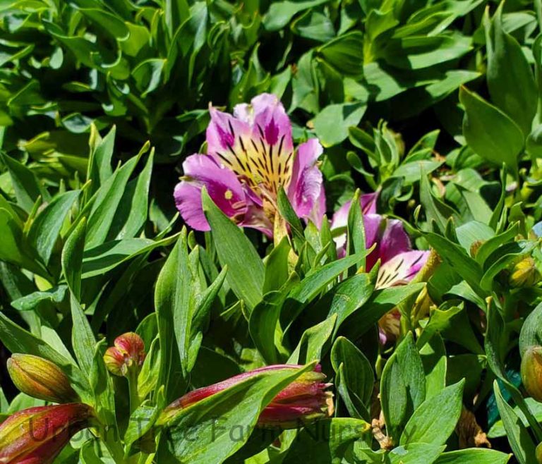 Alstroemeria 'Colorita Mulan' | Urban Tree Farm Nursery