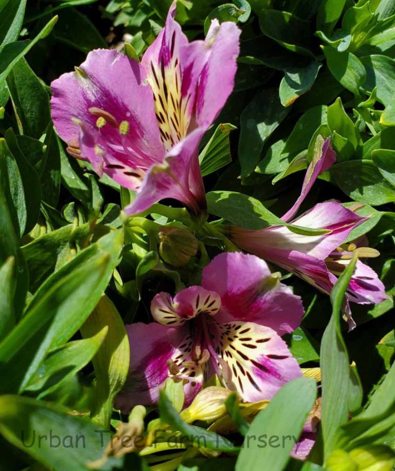 Alstroemeria 'Colorita Mulan' | Urban Tree Farm Nursery