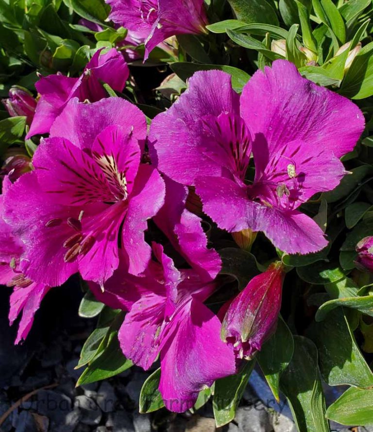 Alstroemeria 'Colorita Tamara' | Urban Tree Farm Nursery