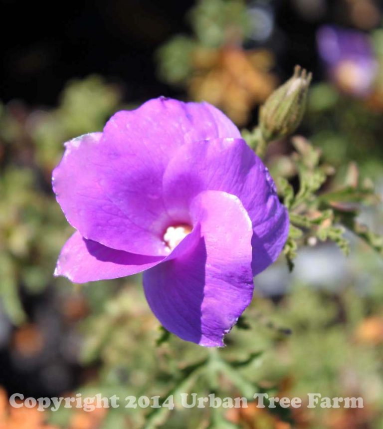 Alyogyne huegelii 'Monterey Bay' STD | Urban Tree Farm Nursery