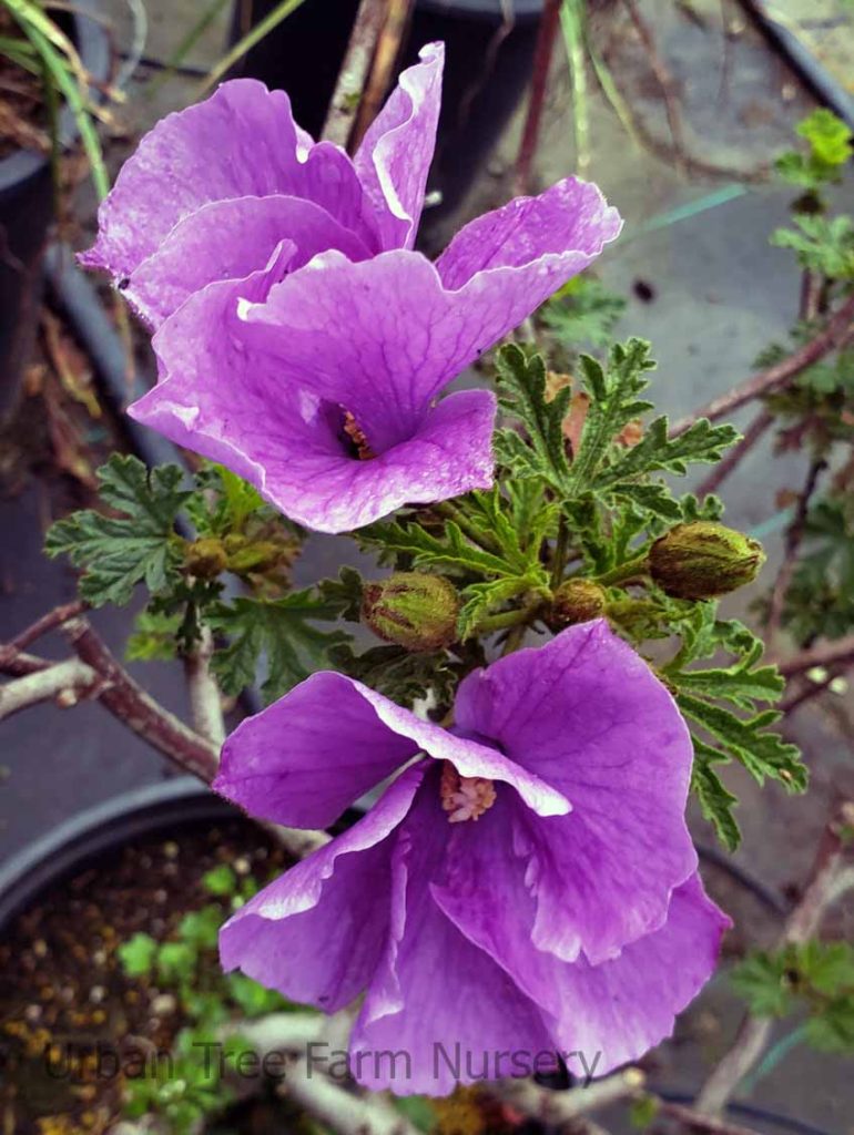 Alyogyne huegelii 'Santa Cruz' | Urban Tree Farm Nursery