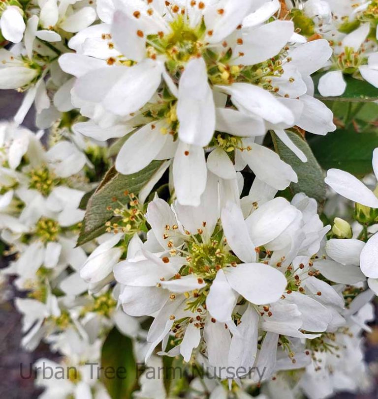 Amelanchier alnifolia 'Regent' | Urban Tree Farm Nursery